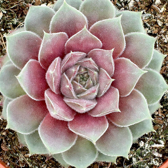 Chick Charms® Silver Suede™ [large] - Mountain Crest Gardens