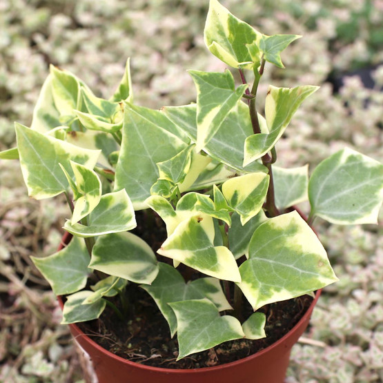 Senecio macroglossus - Variegated Wax Ivy [large] | MCG™