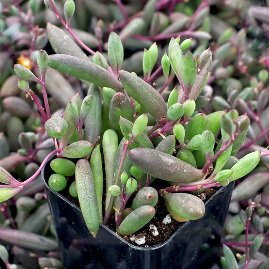 Othonna capensis 'Ruby Necklace' | Mountain Crest Gardens™