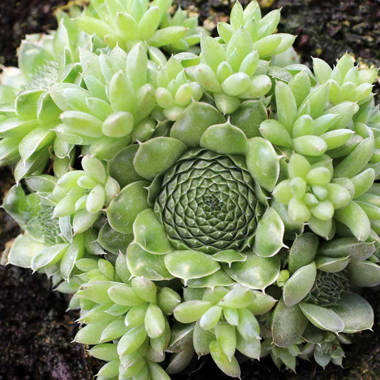 Orostachys minutum Mini Dunce Cap | Mountain Crest Gardens™