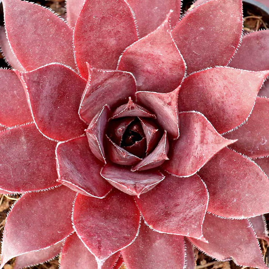 Sempervivum 'Zulu' - Mountain Crest Gardens