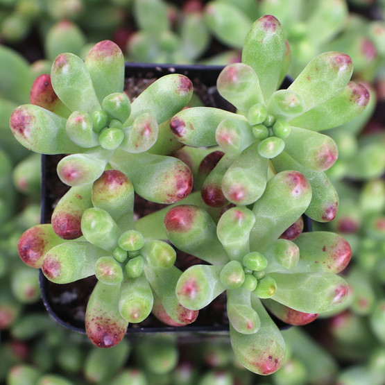 Sedum 'Salsa' | Mountain Crest Gardens™