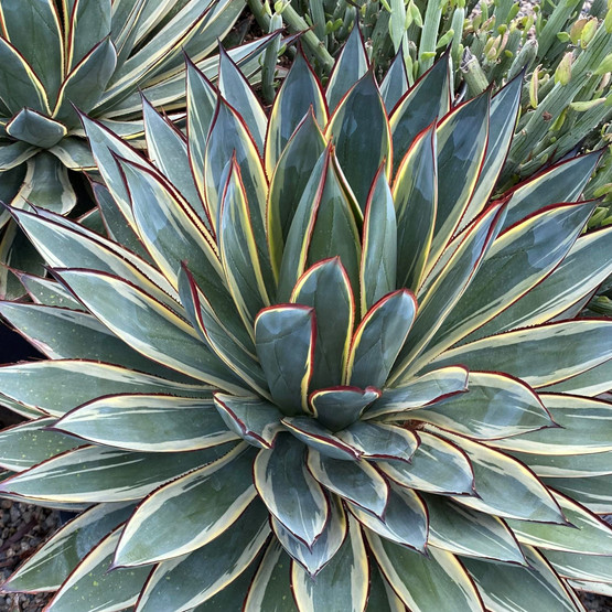 Agave 'Snow Glow' | Mountain Crest Gardens™