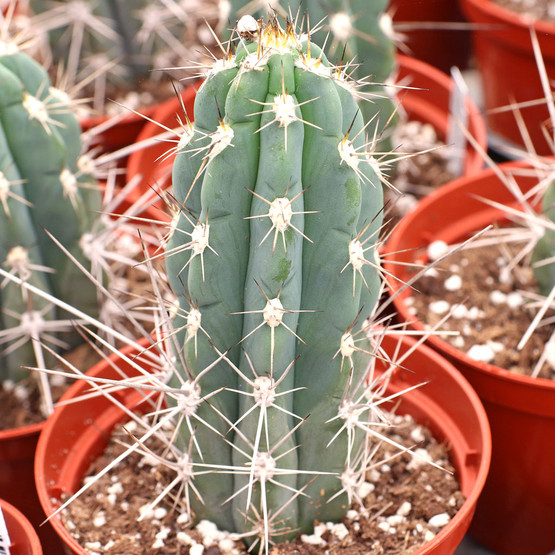 Stetsonia coryne - Toothpick Cactus [extra large] | MCG™
