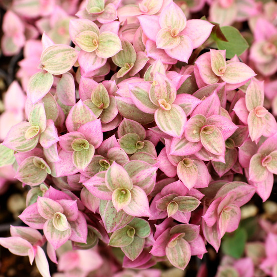 Callisia repens f. variegata 'Pink Lady' | MCG™