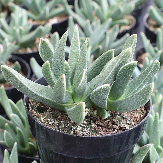 Ebracteola wilmaniae | Mountain Crest Gardens™