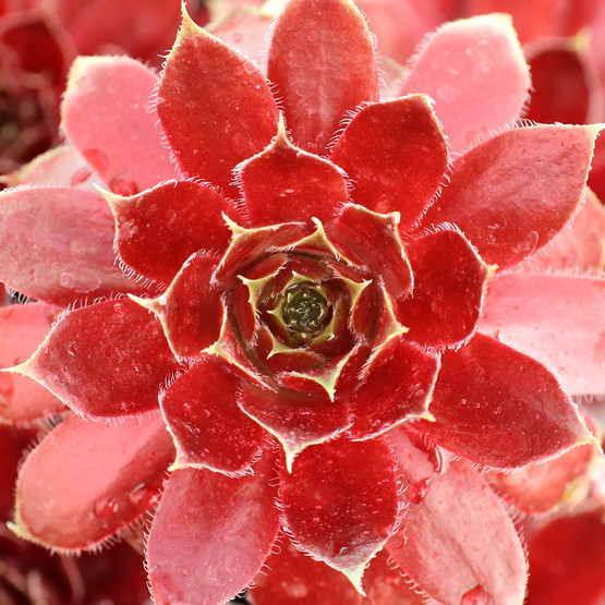 Sempervivum 'Red Lion' | Mountain Crest Gardens®