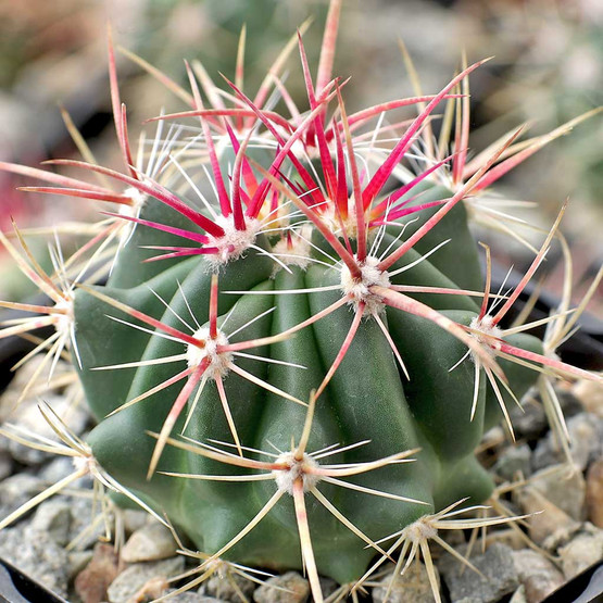 Ferocactus pilosus - Mexican Lime Cactus [large] | MCG™
