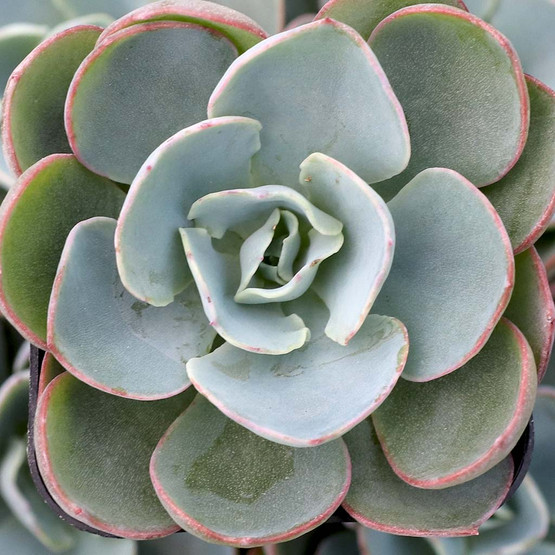 Echeveria 'Blue Frills' | Mountain Crest Gardens™