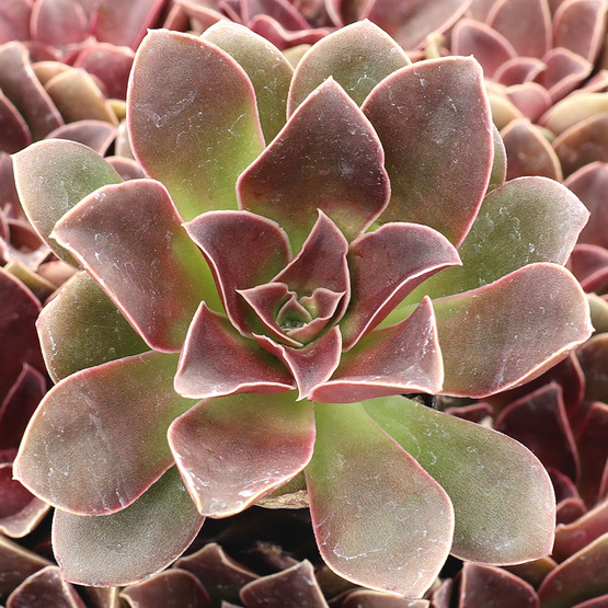 Echeveria racemosa | Mountain Crest Gardens™