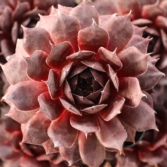 Sempervivum 'Red Devil' | Mountain Crest Gardens™
