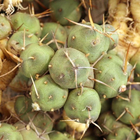 Tephrocactus subterraneus [bare root] - Mountain Crest Gardens