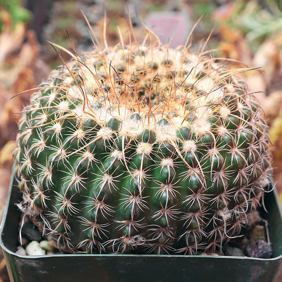 Parodia concinna [large] | Mountain Crest Gardens™
