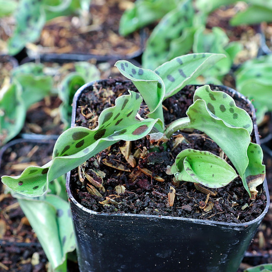 Drimiopsis maculata [small] | Mountain Crest Gardens™