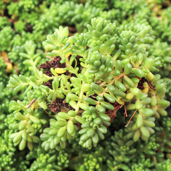 Sedum album 'Coral Carpet' - Sedum (Stonecrop)