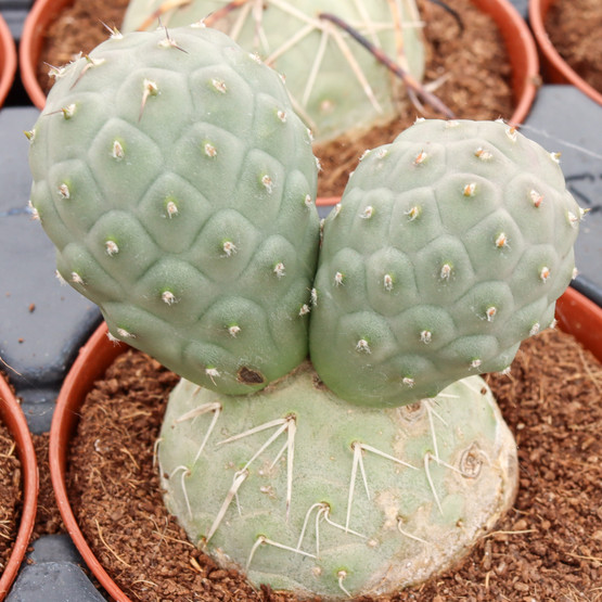 Tephrocactus alexanderi [large] | Mountain Crest Gardens™