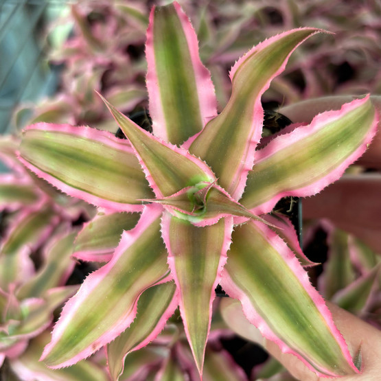 Cryptanthus 'Pink Starlight' | MCG™