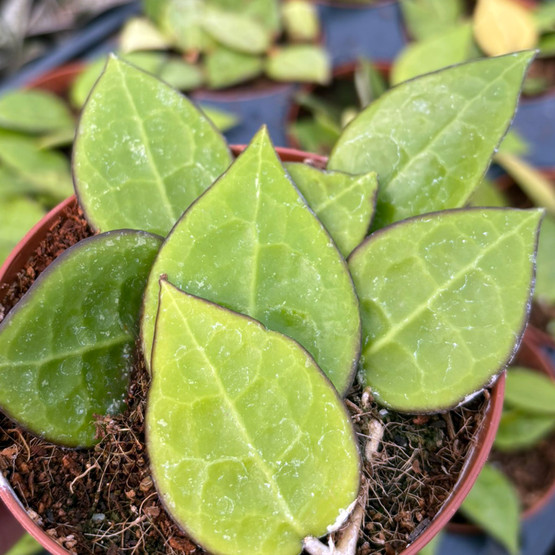 Hoya parasitica 'Black Margin' - Wax Plant [large] | MCG™