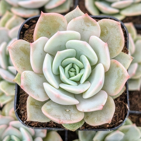 Echeveria 'Fury' | Mountain Crest Gardens™