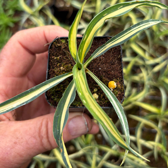 Yucca 'Color Guard' | Mountain Crest Gardens™