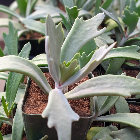 Cotyledon orbiculata 'Takbok' [bare root] | Mountain Crest Gardens®