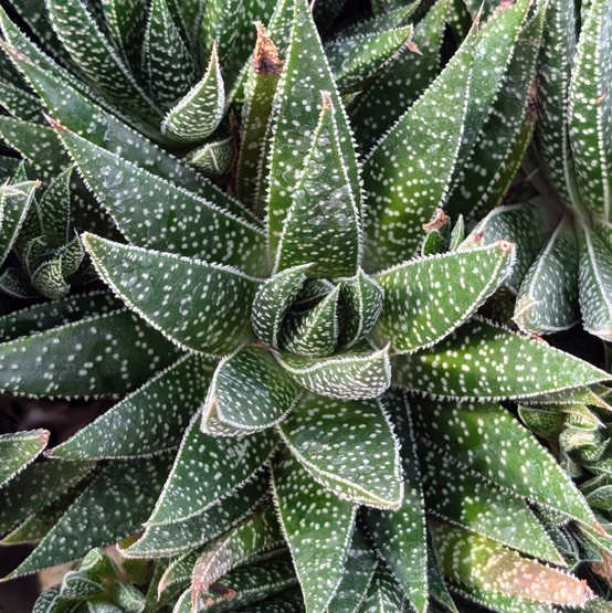 Gasteraloe beguinii [extra large] [bare root] | Mountain Crest Gardens®