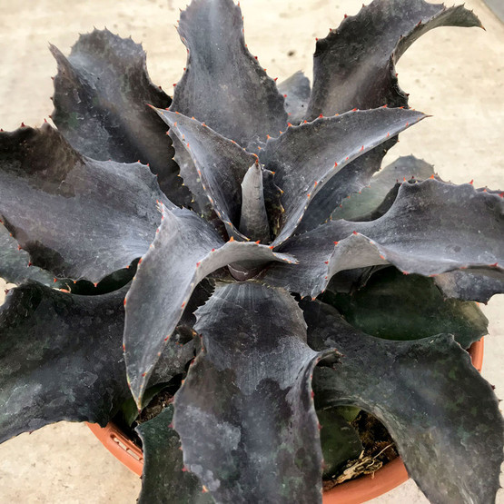 Mangave 'Night Owl' [plug] | Mountain Crest Gardens™