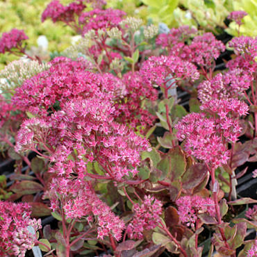 Sedum cauticola 'Ruby Glow' - Mountain Crest Gardens