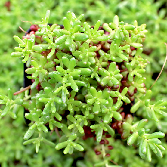 Stefco - Sedum (Stonecrop)