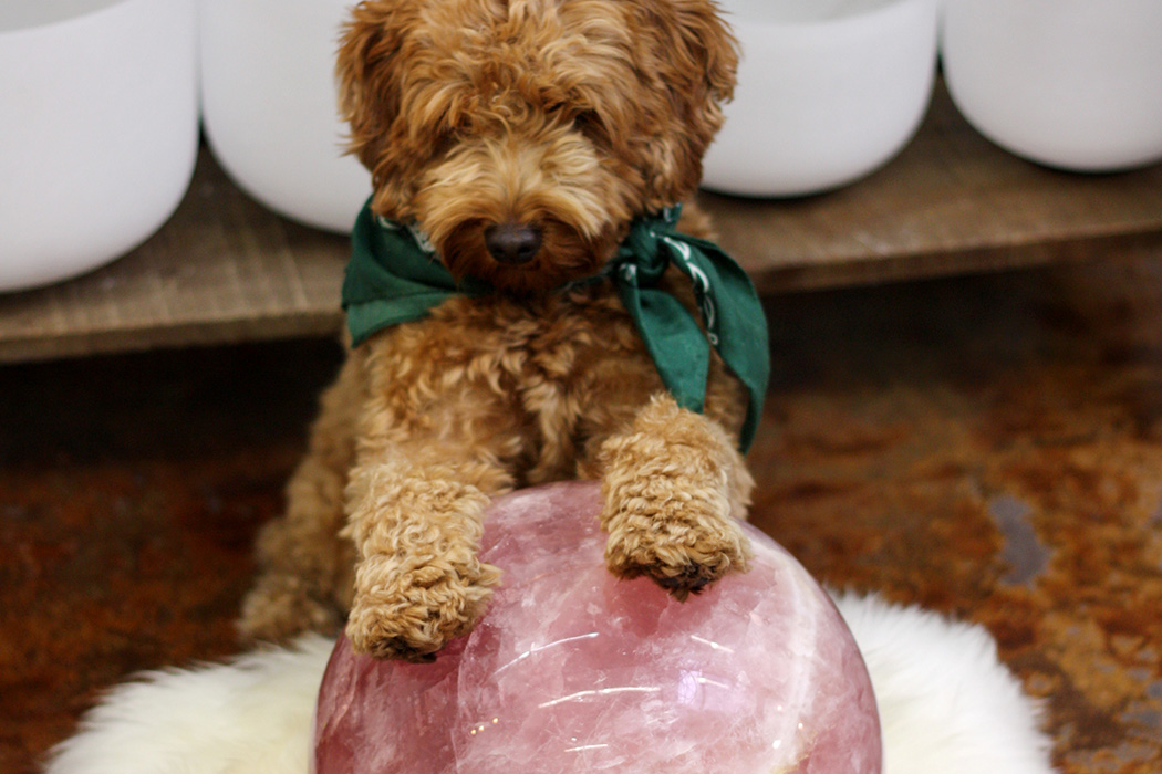 Everything you Need to Know About Healing Crystals for Pets - Unique ...