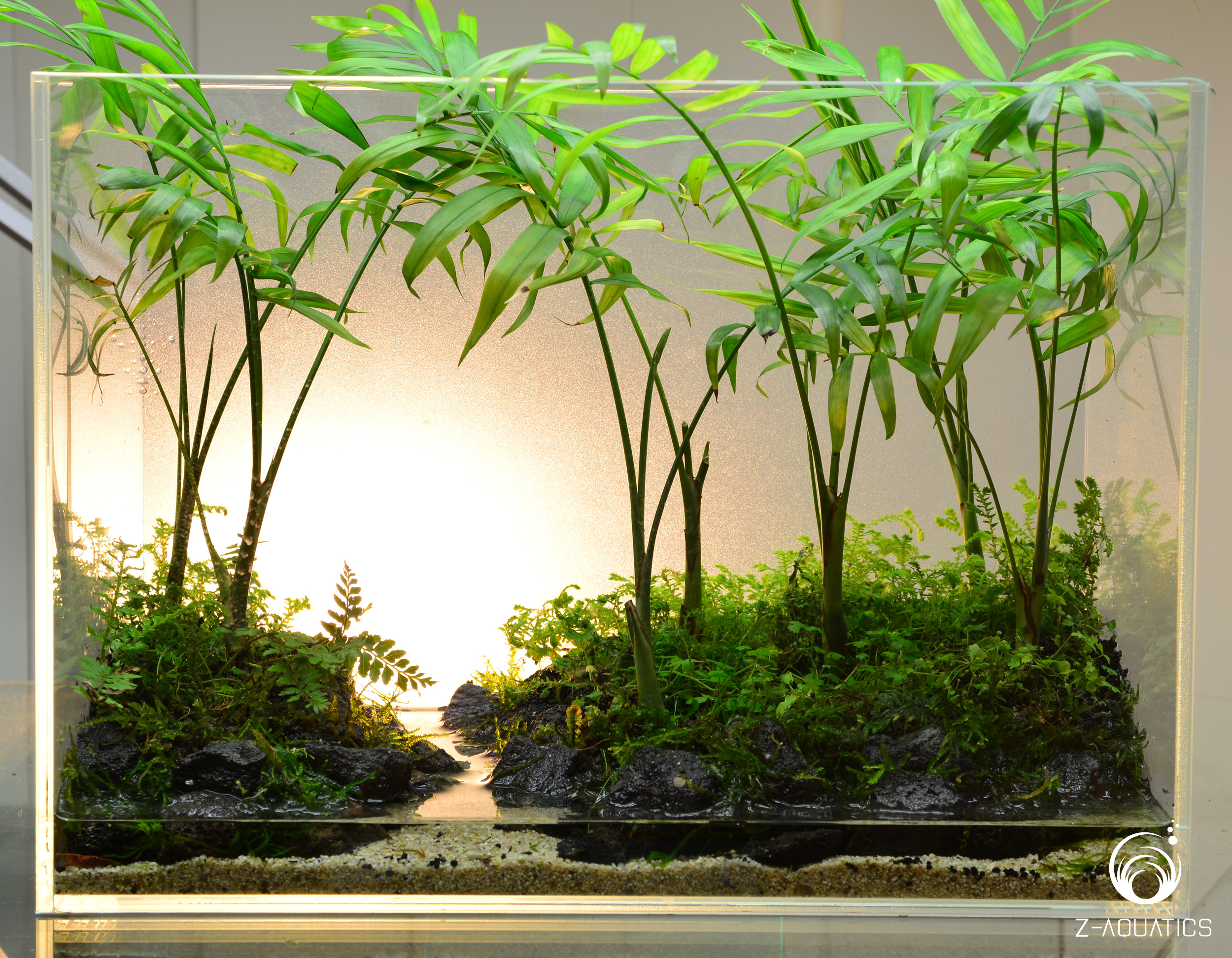 A Jungle Scape - Paludarium-ish Terrarium - Z-Aquatics