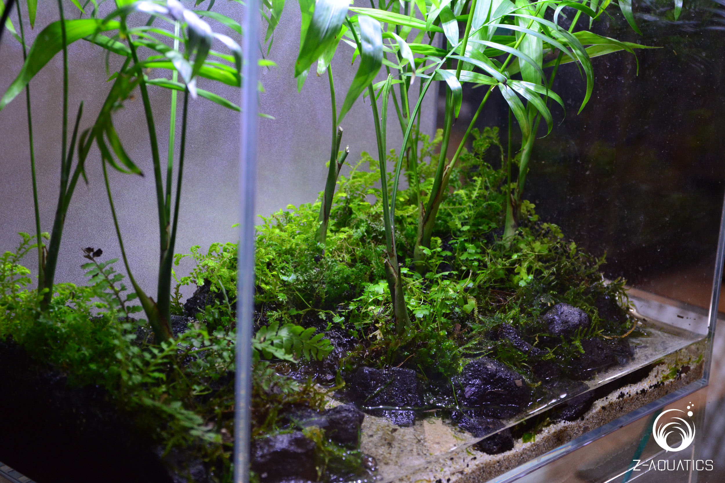 A Jungle Scape - Paludarium-ish Terrarium - Z-Aquatics