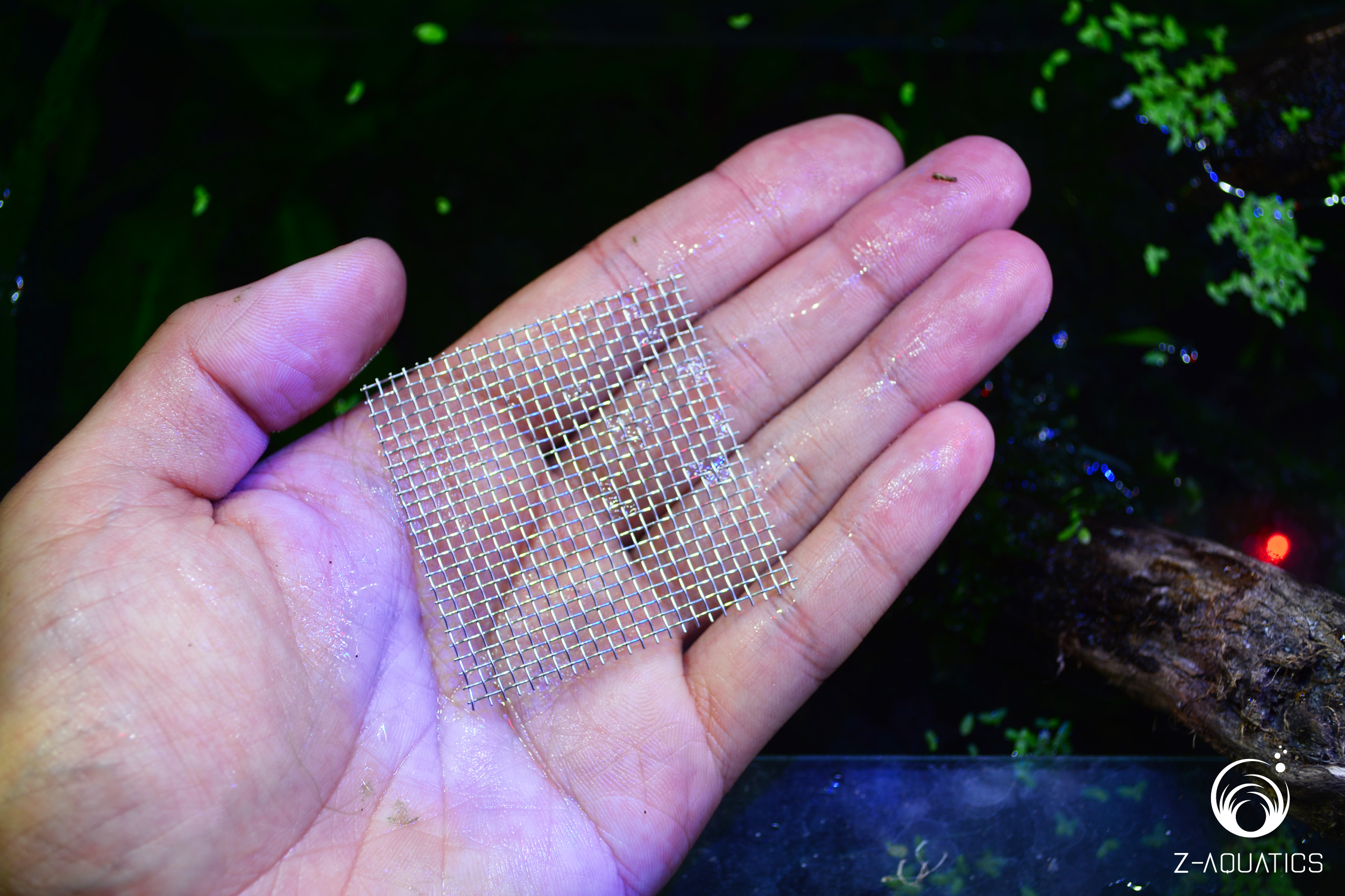 An alternative technique of 'mossing' driftwood - Z-Aquatics
