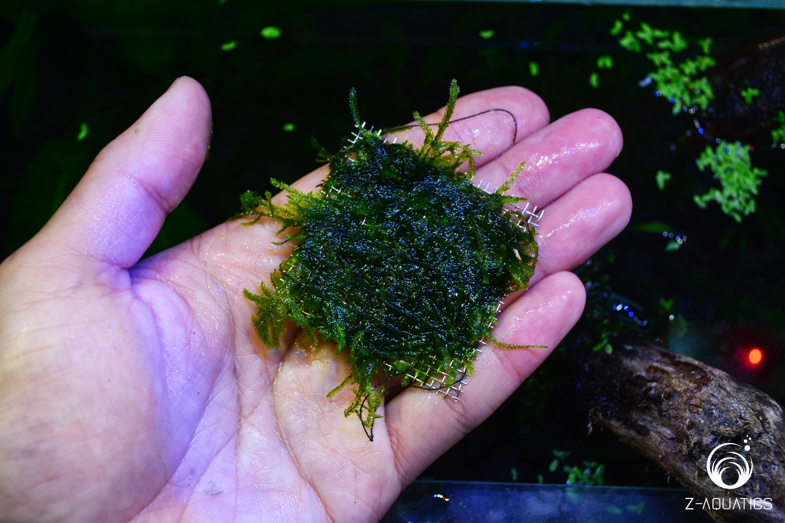 An alternative technique of 'mossing' driftwood - Z-Aquatics