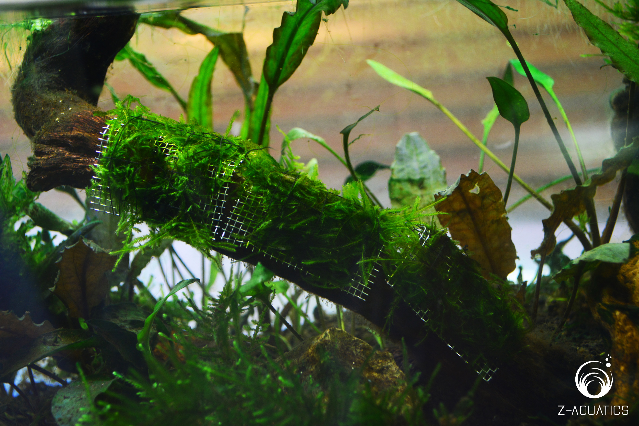 An alternative technique of 'mossing' driftwood - Z-Aquatics