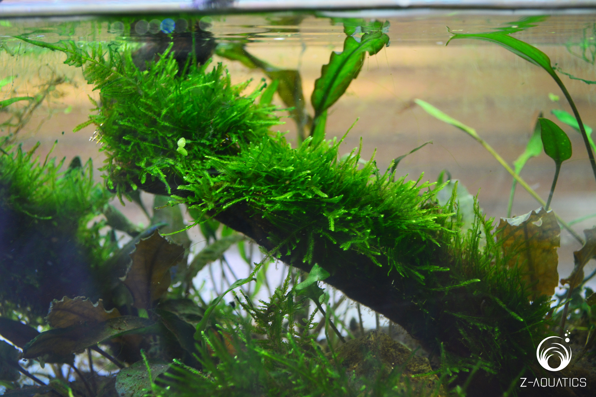 An alternative technique of 'mossing' driftwood - Z-Aquatics
