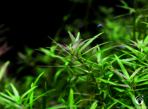 Limnophila sp. Mini Vietnam - Z-Aquatics