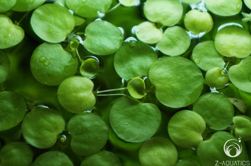 Amazon Frogbit - Z-Aquatics