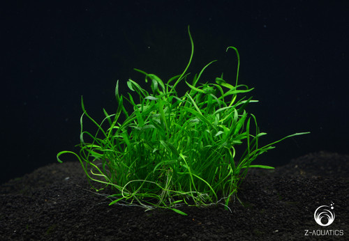 Lilaeopsis novaezelandiae - Z-Aquatics
