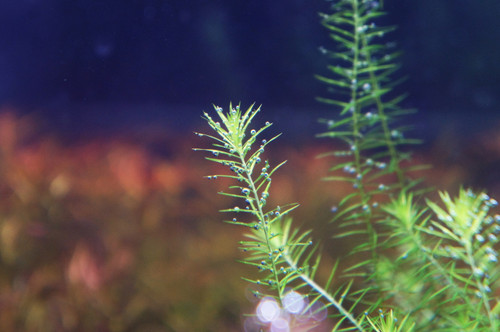 Mayaca fluviatilis - Z-Aquatics