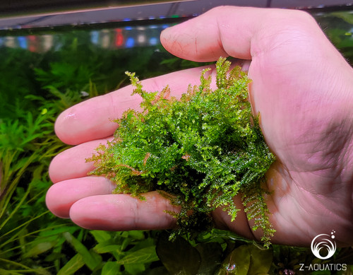 Mini Taiwan Moss - Z-Aquatics