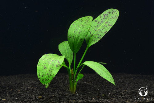 Echinodorus 'Ozelot Green' - Z-Aquatics
