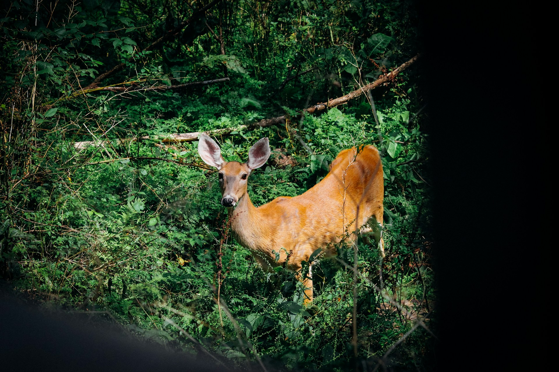 Bolt-Action Deer Hunting Guide: Calibers, Actions & Optics for ...