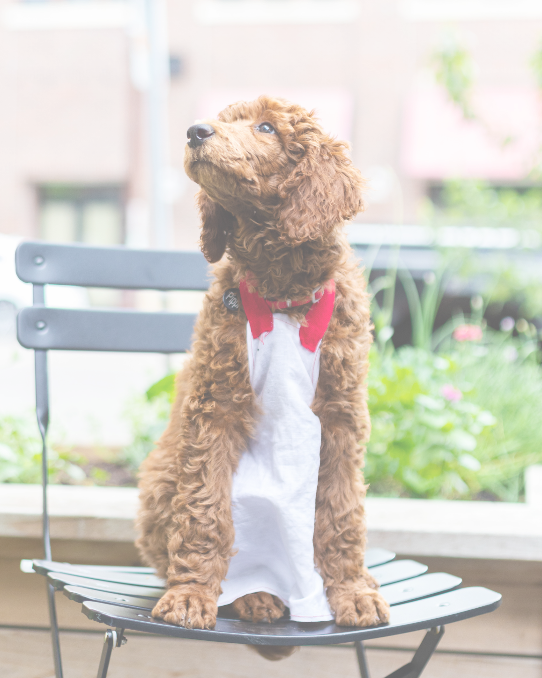 Recipe: Get this pup a treat! - Cooks of Crocus Hill