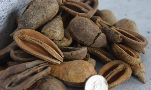 Pear Pods - Manzanita-Driftwood.com