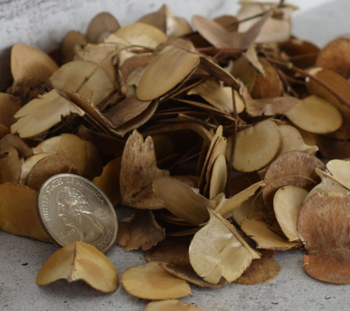 Windy Pods - Manzanita-Driftwood.com