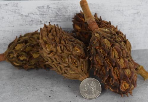 Magnolia Pods - Manzanita-Driftwood.com