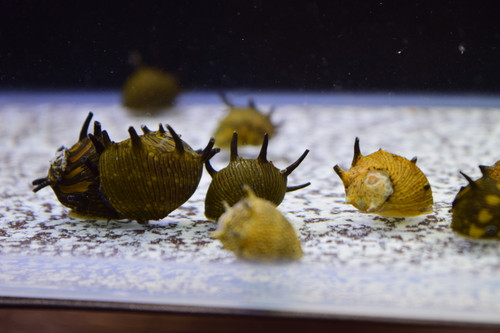 10 Sun Horned Nerite Snails - Manzanita-Driftwood.com