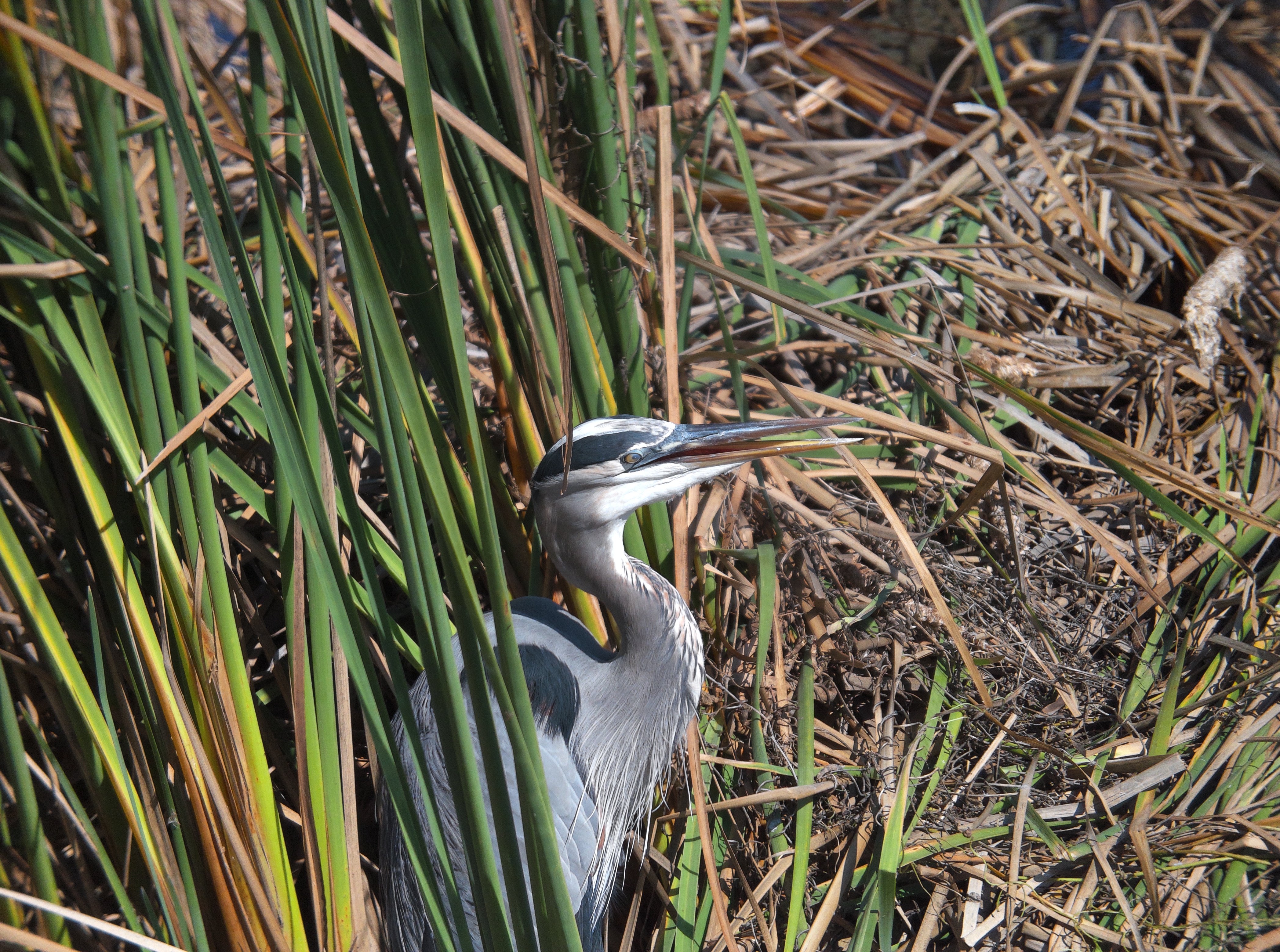 A First Look at the New Swarovski AX Visio "Smart Binoculars" - Feather ...