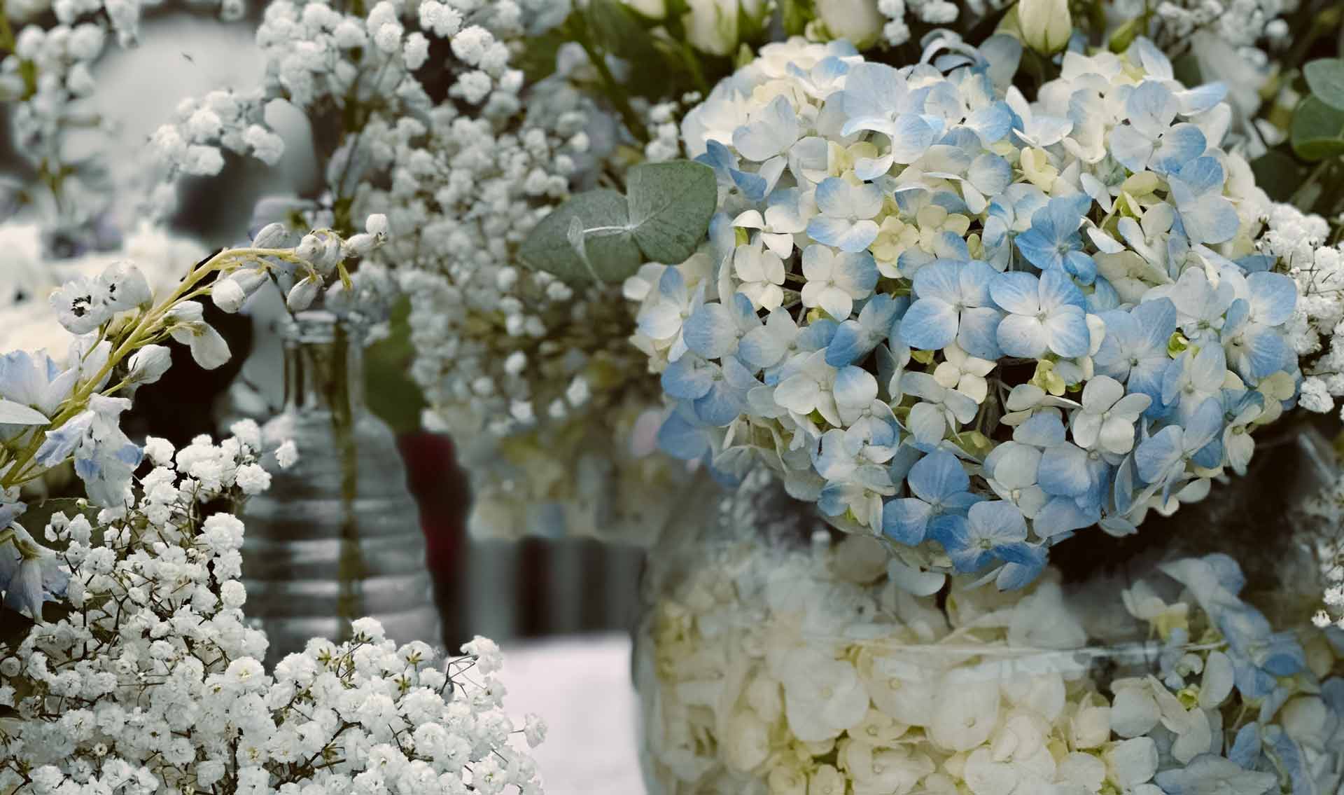 How to Care for Hydrangea - Flower School
